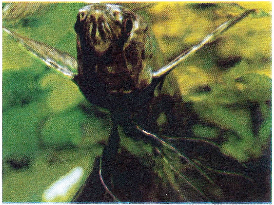 Prof. Dr. G. Atilla Alpbaz