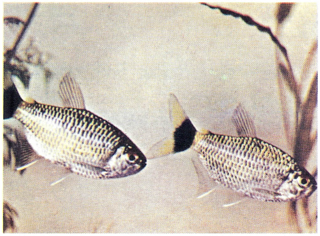 Prof. Dr. G. Atilla Alpbaz